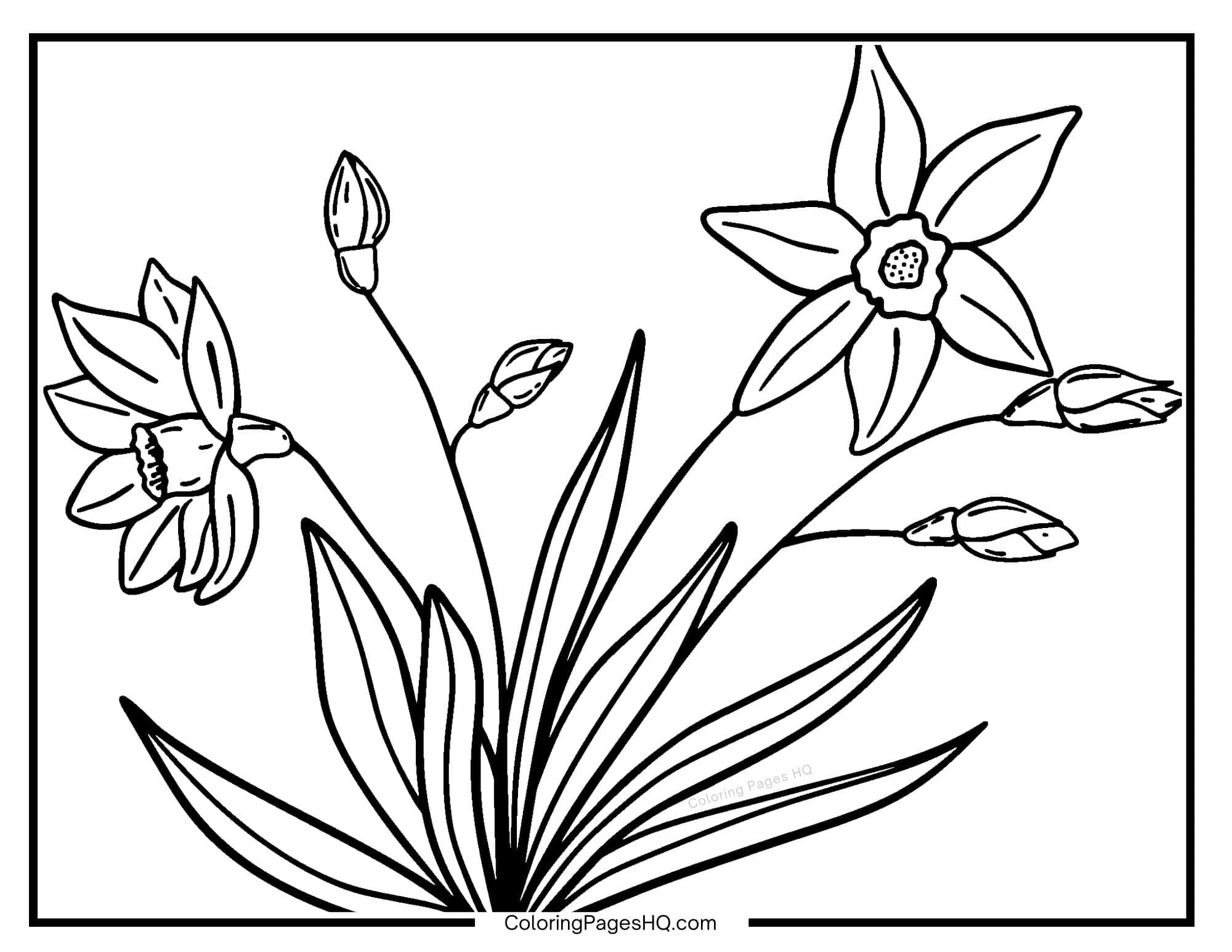 Daffodil Coloring Pages (Free PDF Printables) - Coloring Pages HQ