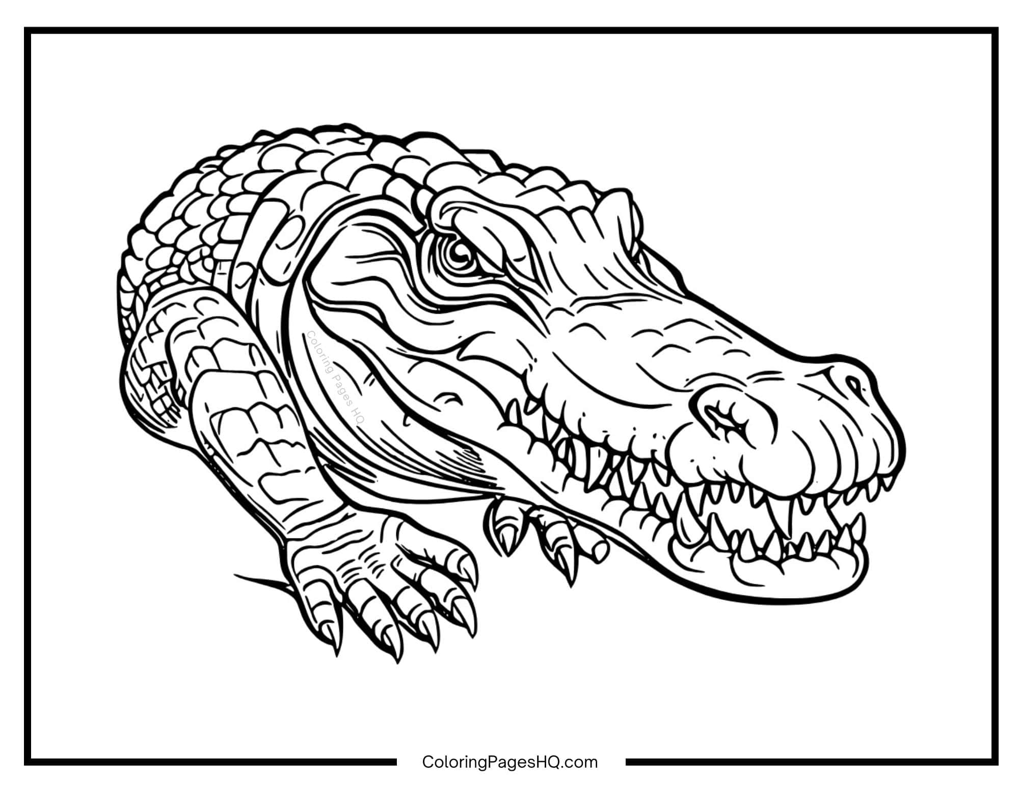 Alligator Coloring Pages (Free PDF Printables) - Coloring Pages HQ