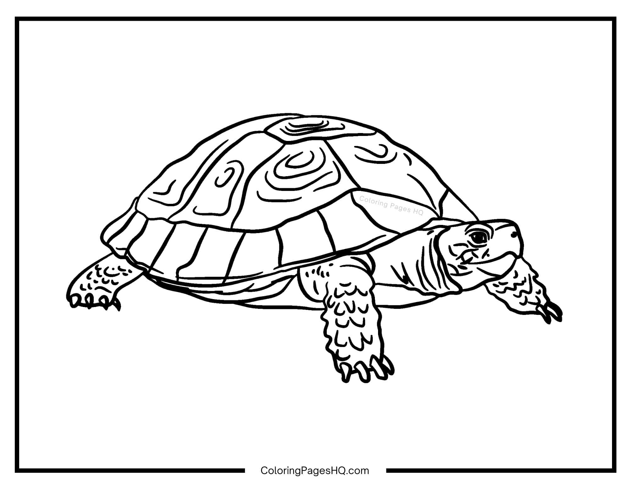 Smiling Turtle To Color And Tortoise coloring Pages For Adults Sketch ...